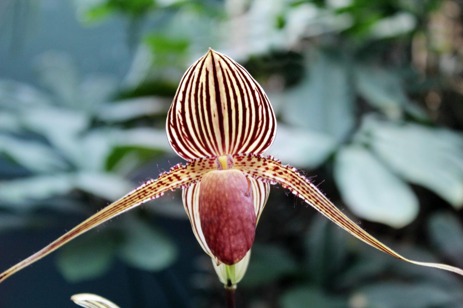 Magyar Orchidea Társaság
